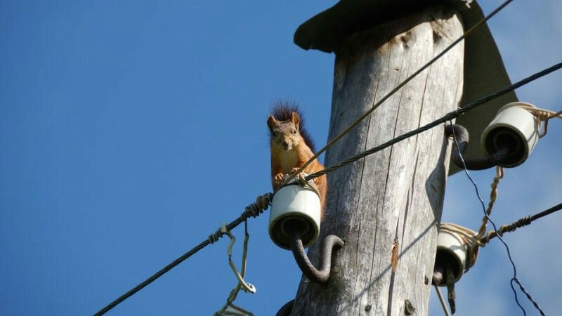 Our Fiber Optic Cable Rodent Protection Capabilities | Incab America LLC